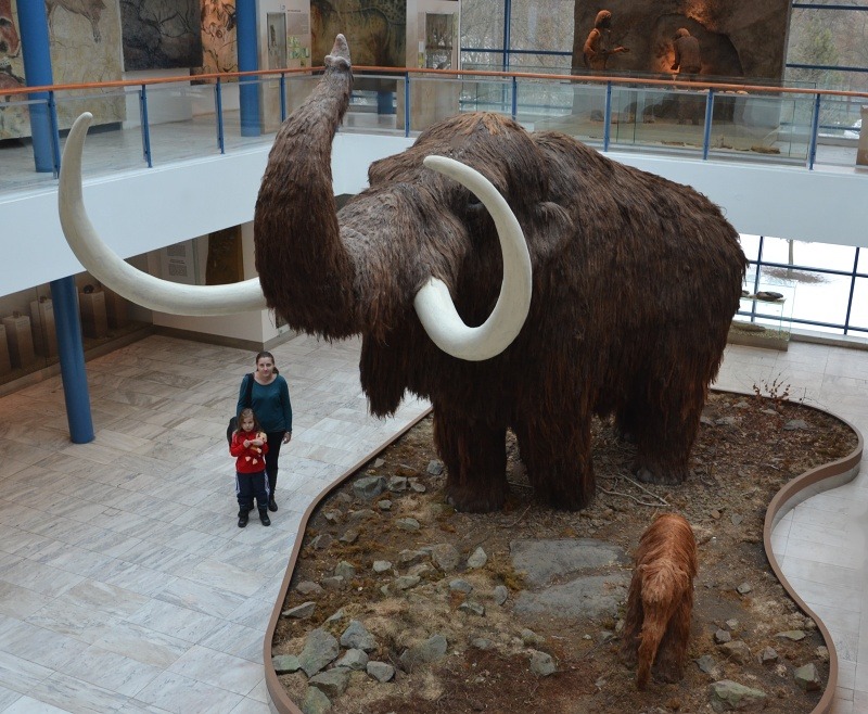Mamut srstnatý (Mammuthus primigenius)